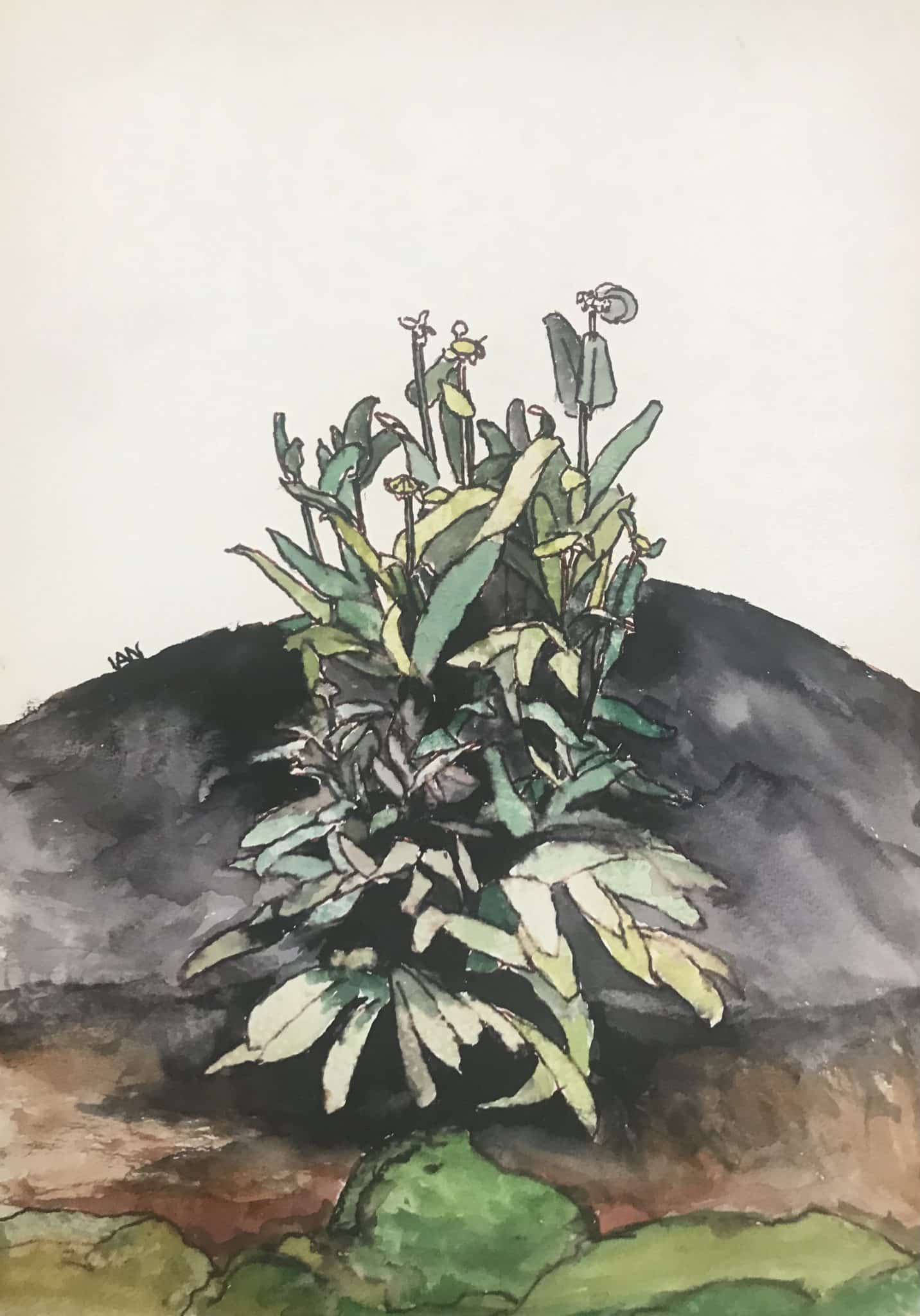 Garden Study - Glasgow Art Club