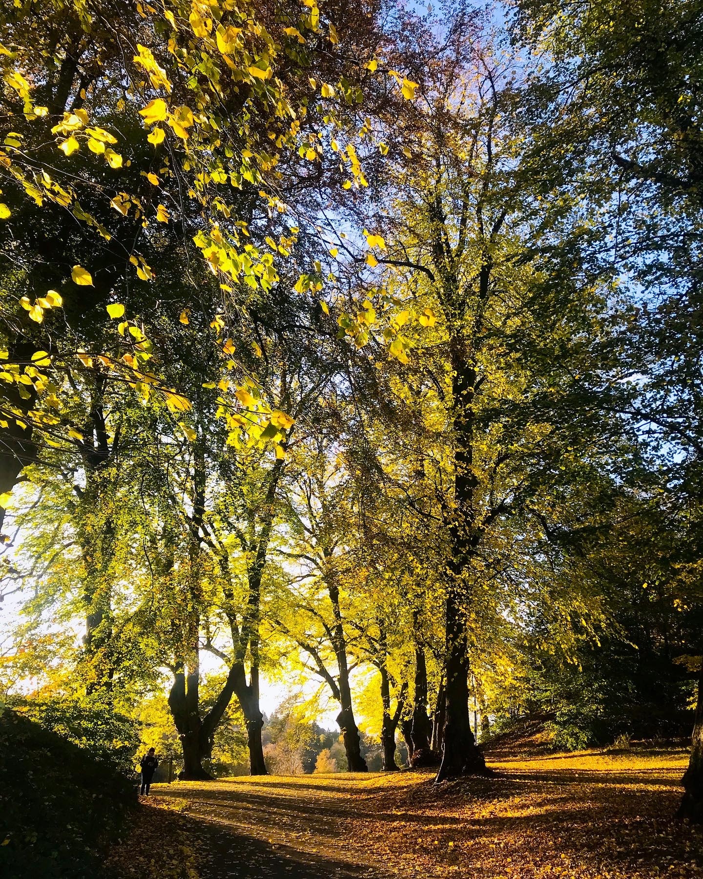 Forest - Glasgow Art Club